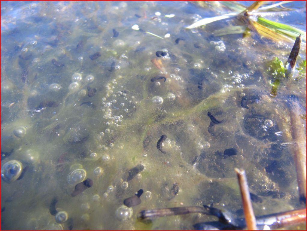 Islay Natural History Trust: Frogspawn