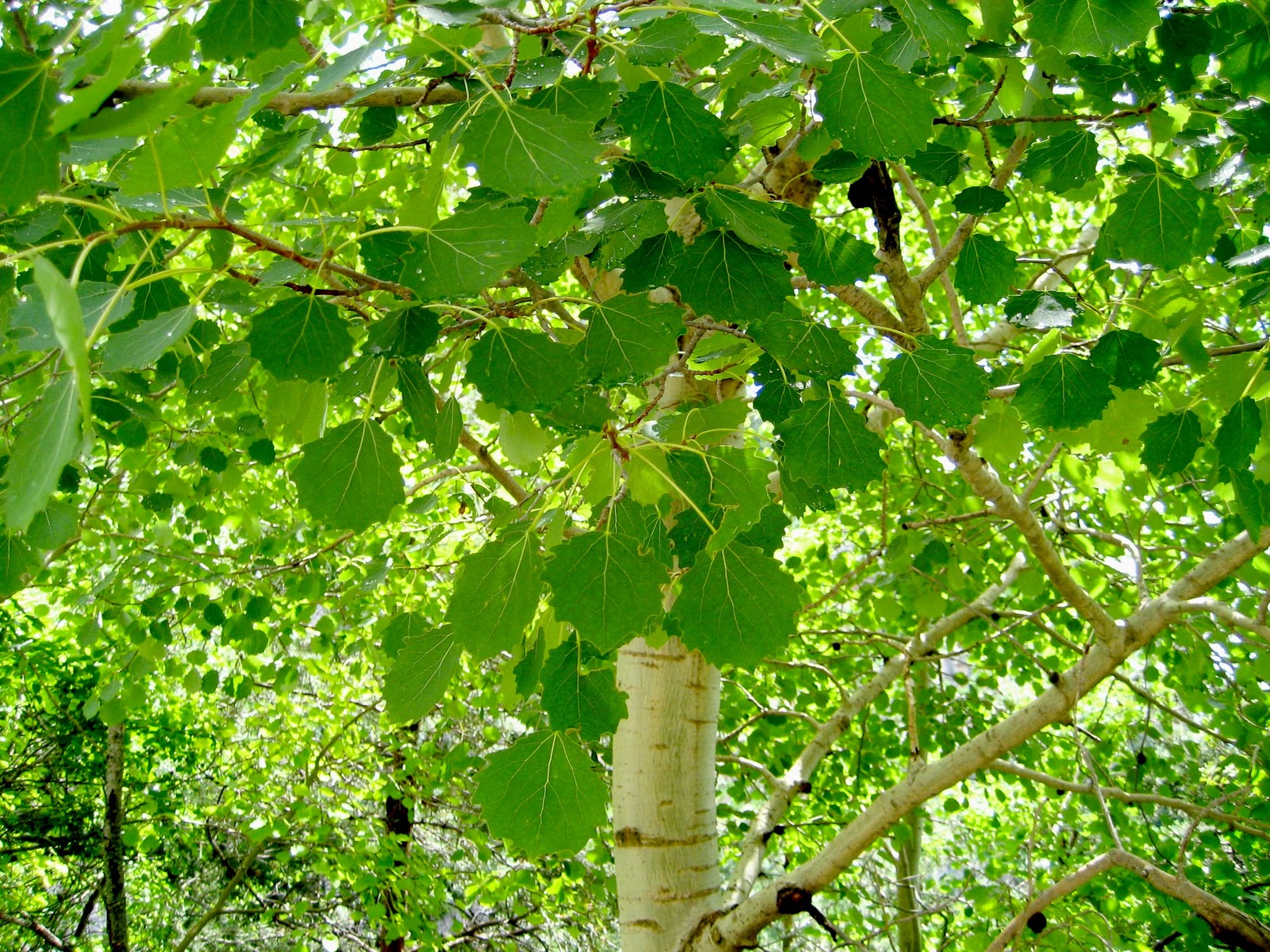 Árboles con alma: Álamo temblón. Trèmul. (Populus tremula)
