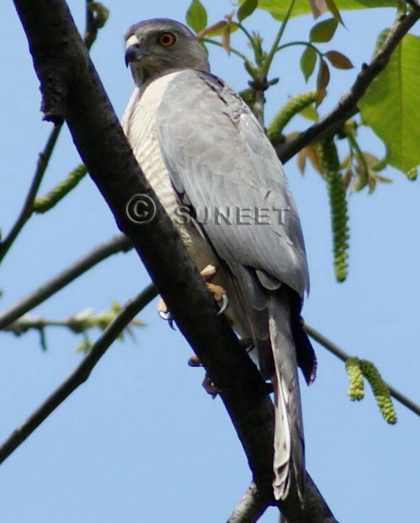 flying beauties of himachal pradesh: Shikra