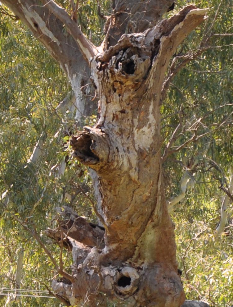 Possum Ark: Setting up a cage for Possums