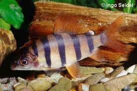 FreshwaterOrnamentalFish: Six-Barred Distichodus (Distichodus Sexfasciatus)