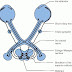 Diagram shows pathway of the pupillary light reflex - Doctors Gates
