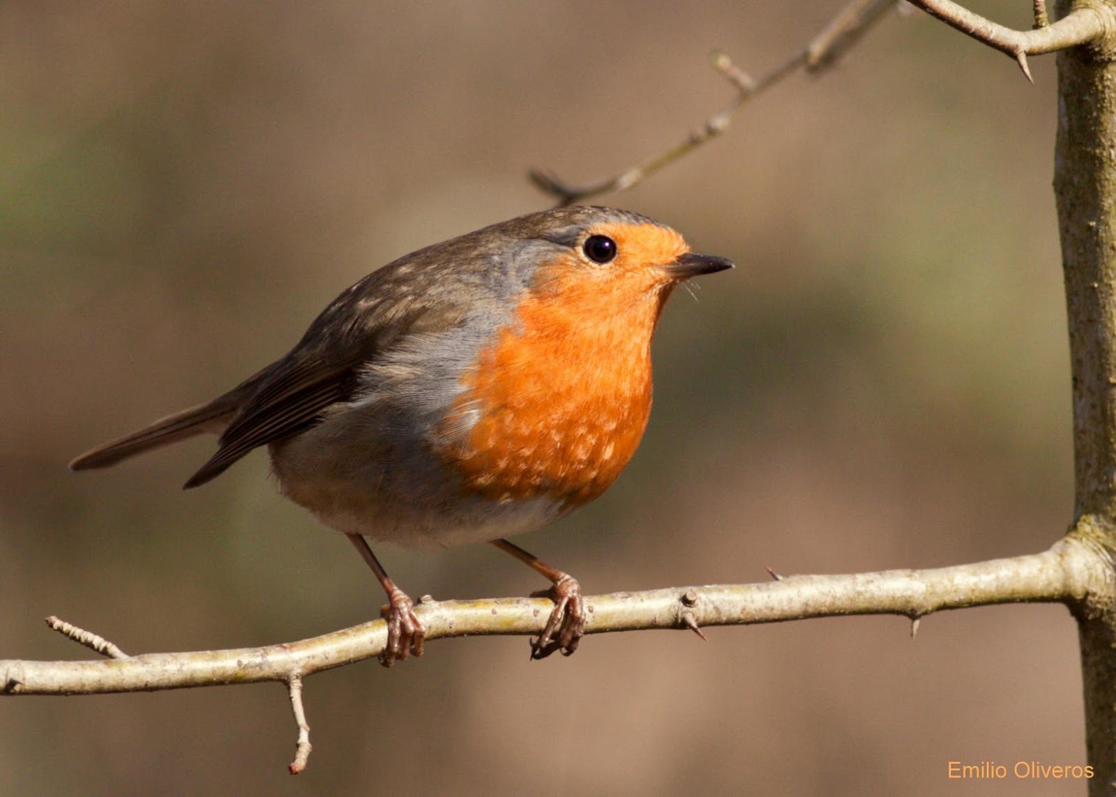 HEGAZTIKLIK: PETIRROJO (Erithacus rubecula)