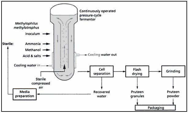 Single Cell Protein: Single Cell Protein - Bacteria