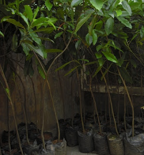 BUDIDAYA TANAMAN GANITRI