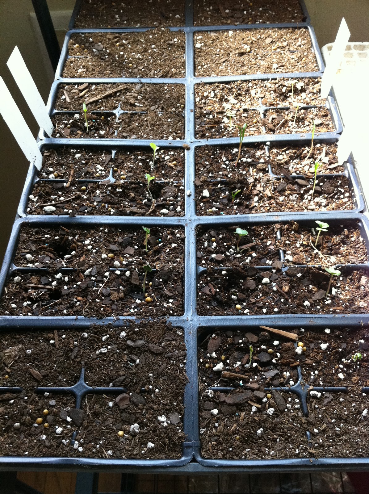 The Journey: Pinch to Grow an Inch!