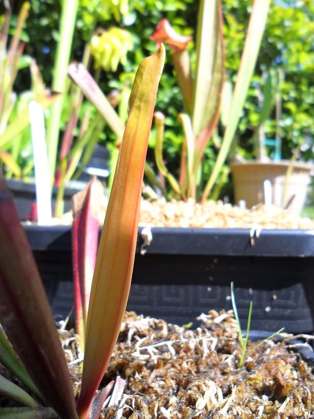 Post Dormancy 2013 (Updated 6/19/13) - FlyTrapCare Forums