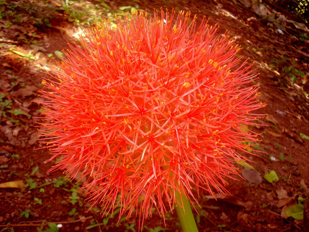 flowering world: Thunder Lilly