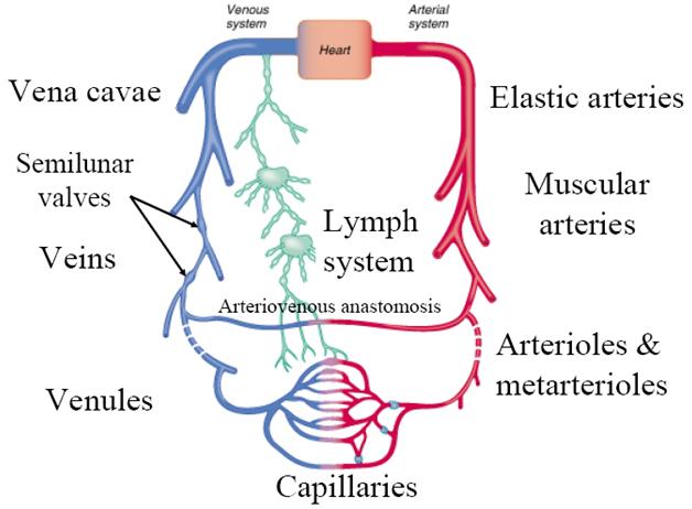 FISITECH | The Way of Never Give Up: Seeing Throughout Blood ...