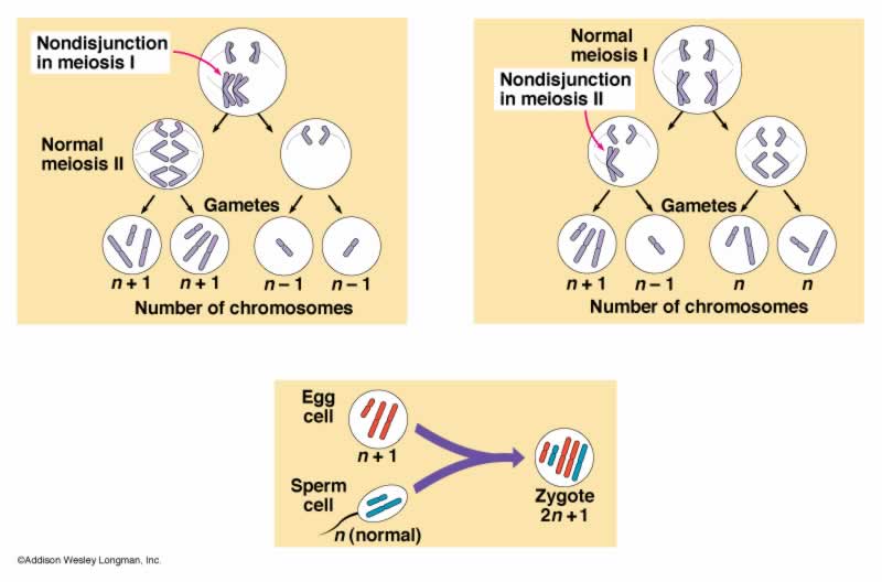 BIOLOGY BLOG: Vocabulary of Concepts of Ch.12: Human Genetics.