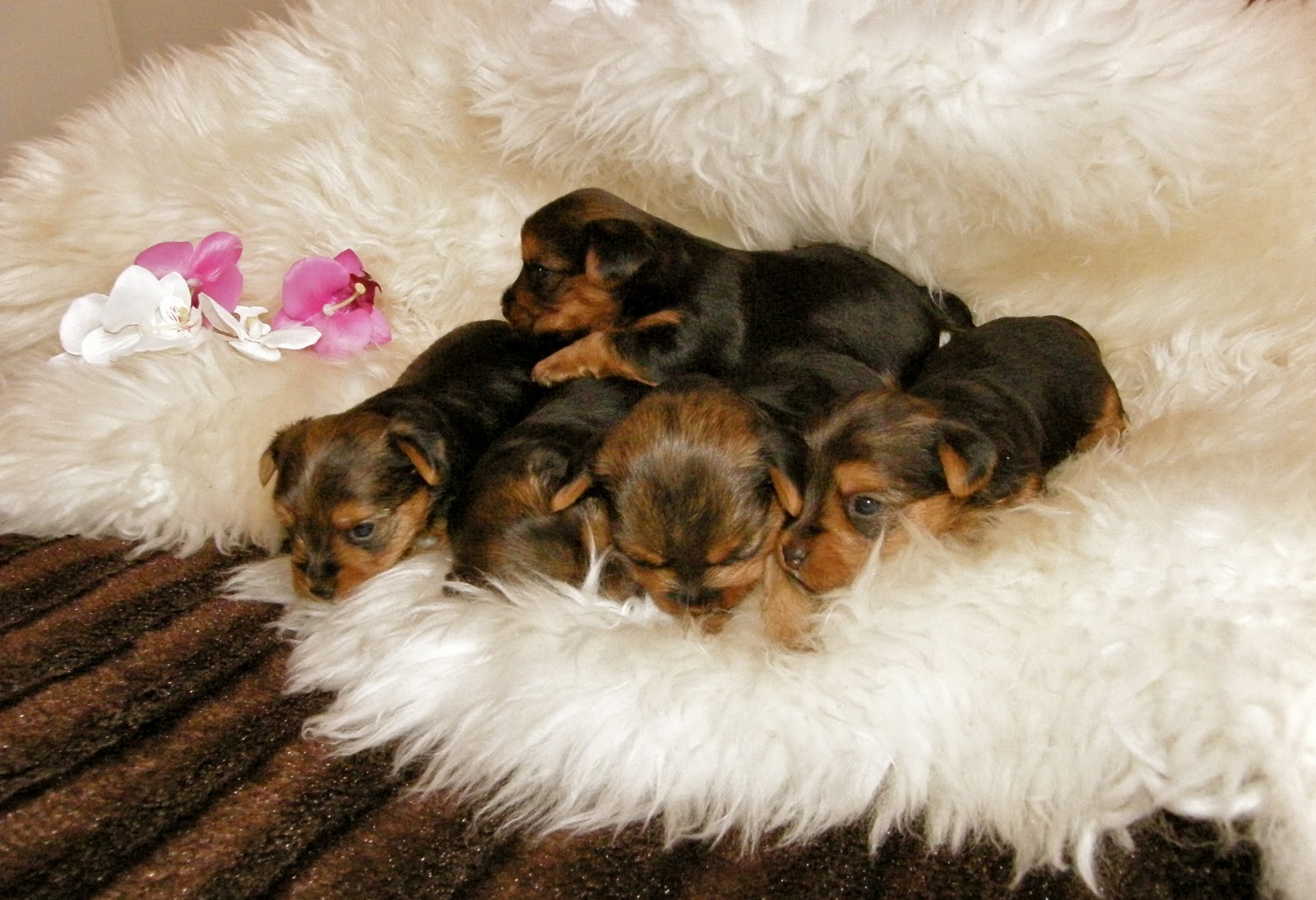 Yorkshirenterrierit: Pennut