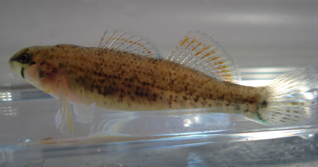 Mud Darter? - Identification Assistance - NANFA Forum