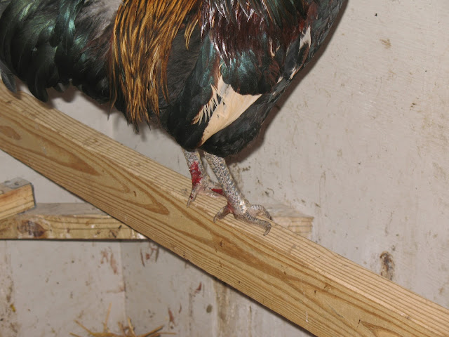 Razzberry Corner: How to Remove Roosters' Spurs