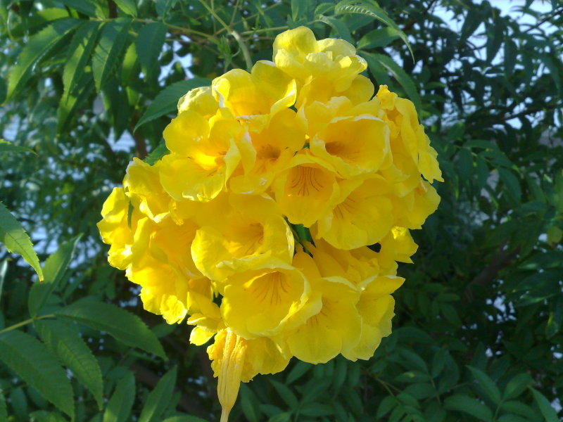 Imagens com Texto: Flores de Setembro