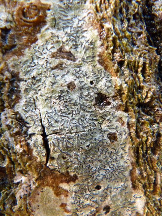 About Common Script Lichen - Maryland Biodiversity Project