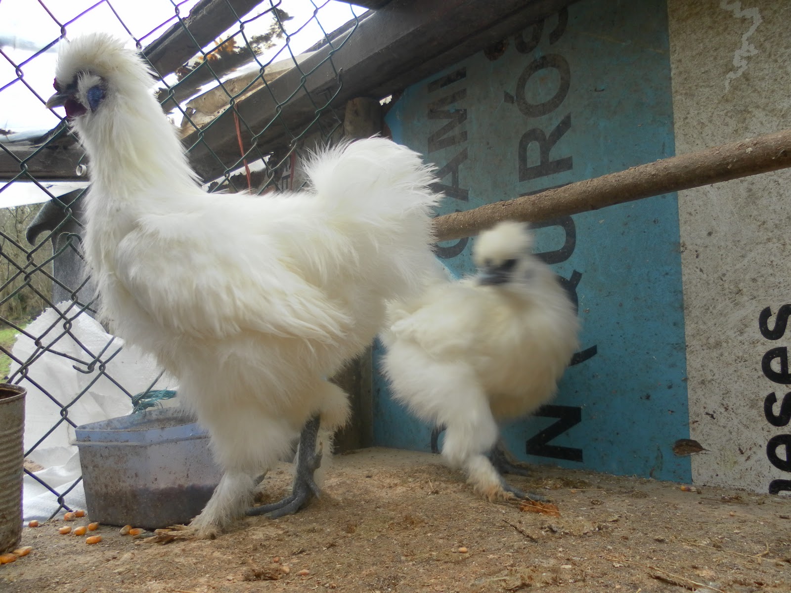 Gallinas De Raza: Mis gallinas
