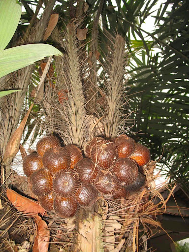 Mengenal kandungan nutrisi dan khasiat buah salak bagi kesehatan ...