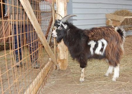 Rochedo's: Características de um Bode OPS! desculpa LINEKER