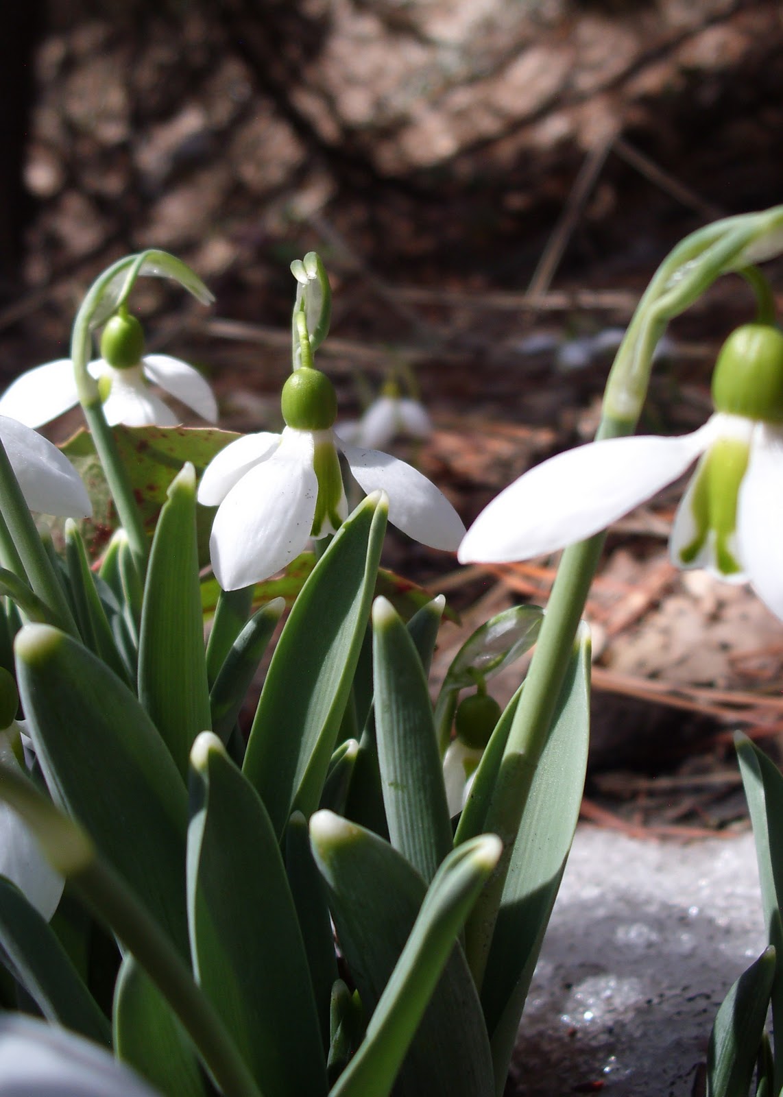 Notes from Ogden Canyon: Snowdrops in bloom