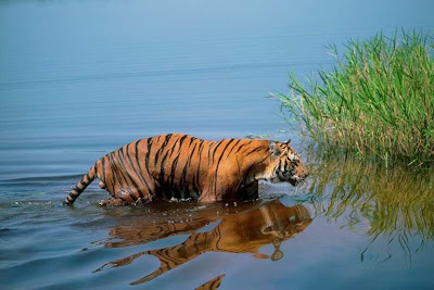 The World Natural Forest of Sundarban