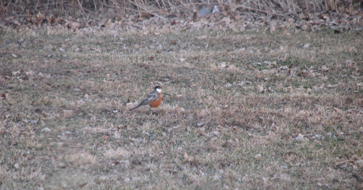 Timber Life: Robins in Waiting Timber Life: Robins in Waiting