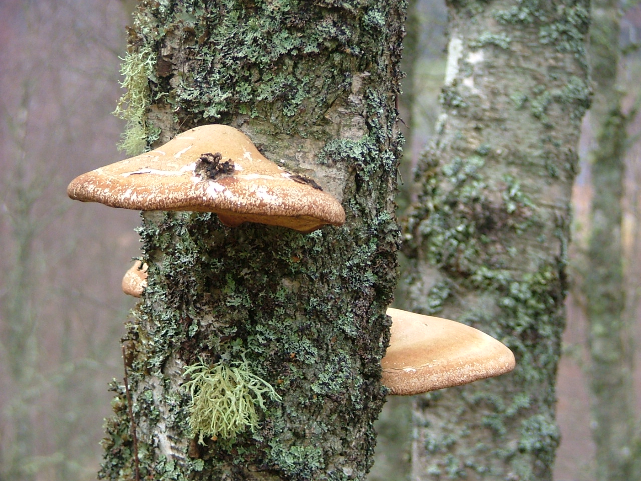 The Native Woods Co-operative (Scotland) Ltd: Bracket Fungus on a birch ...