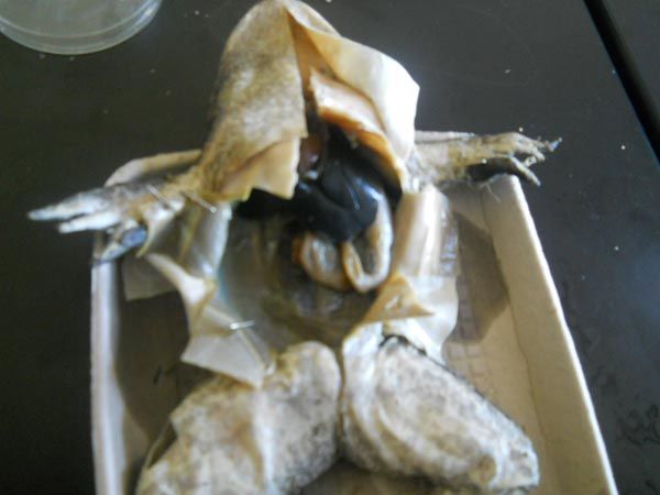 treys frog blog: Post 2: This Week In Science (Frog Dissection)