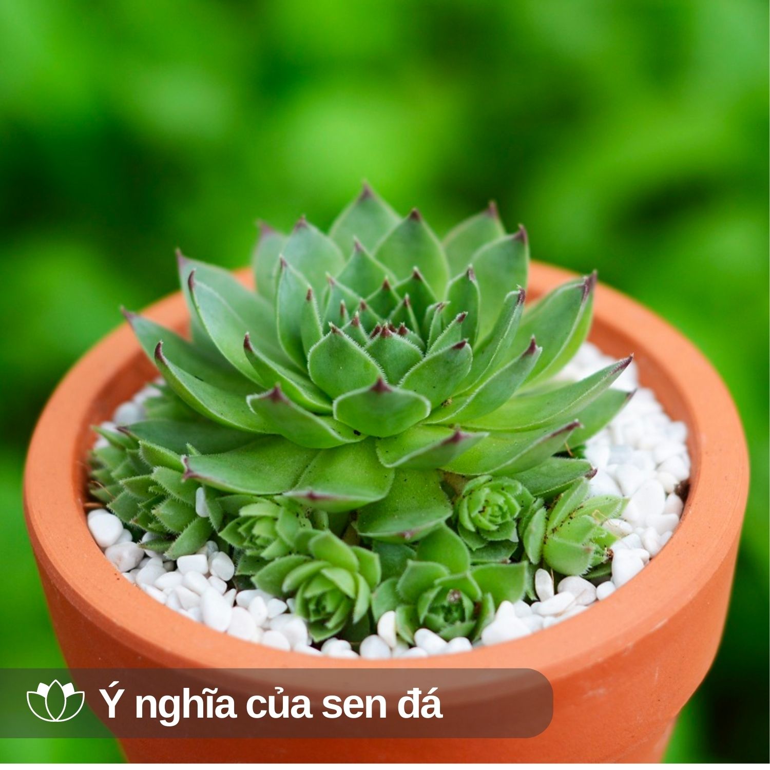 Cây sen đá: Ý nghĩa phong thủy, cách chăm sóc & giá thành Cây sen đá: Ý nghĩa phong thủy, cách chăm sóc & giá thành