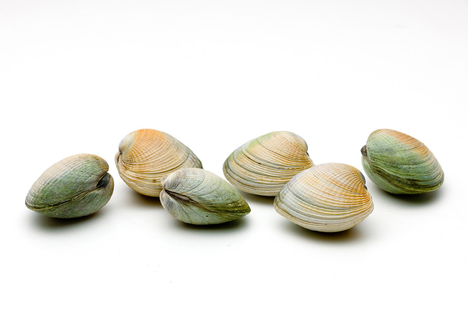 Hine Inaka Year 1 6 Blog Ocean Has Been Collecting Cockles