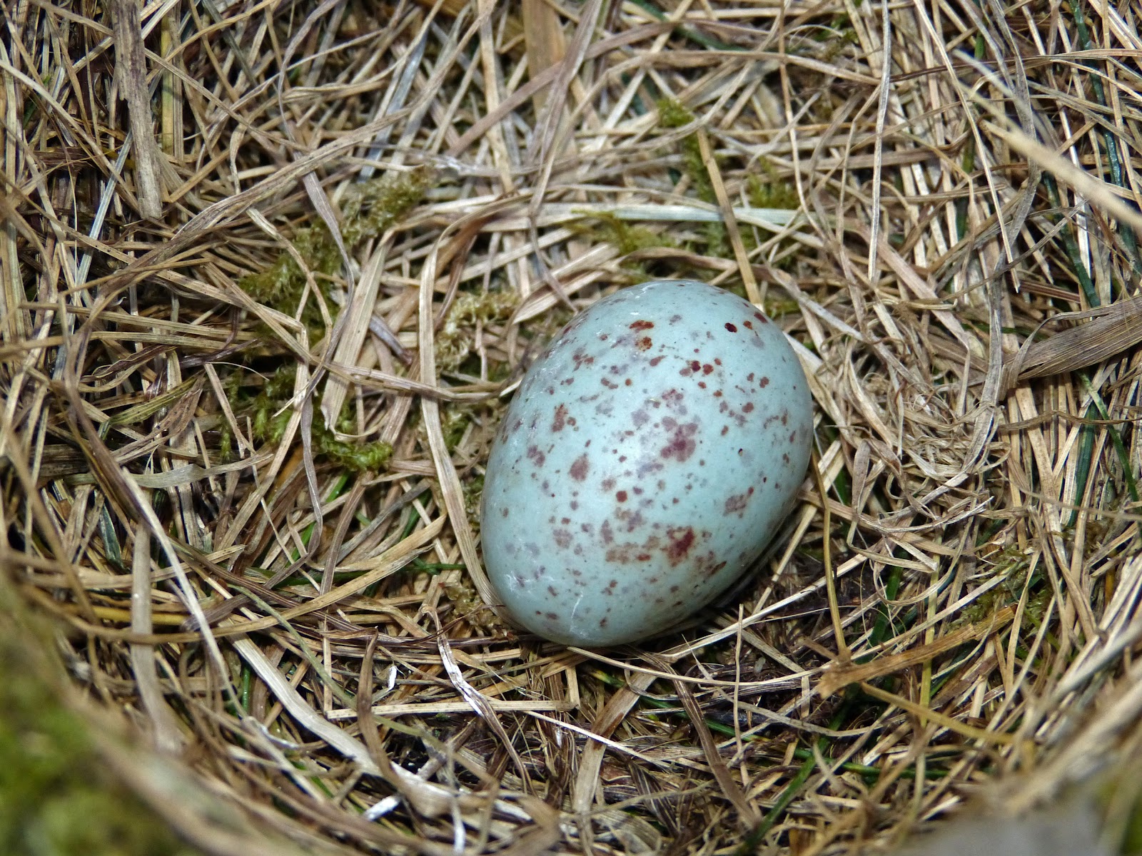What Bird Lays Blue Eggs Bird Finder