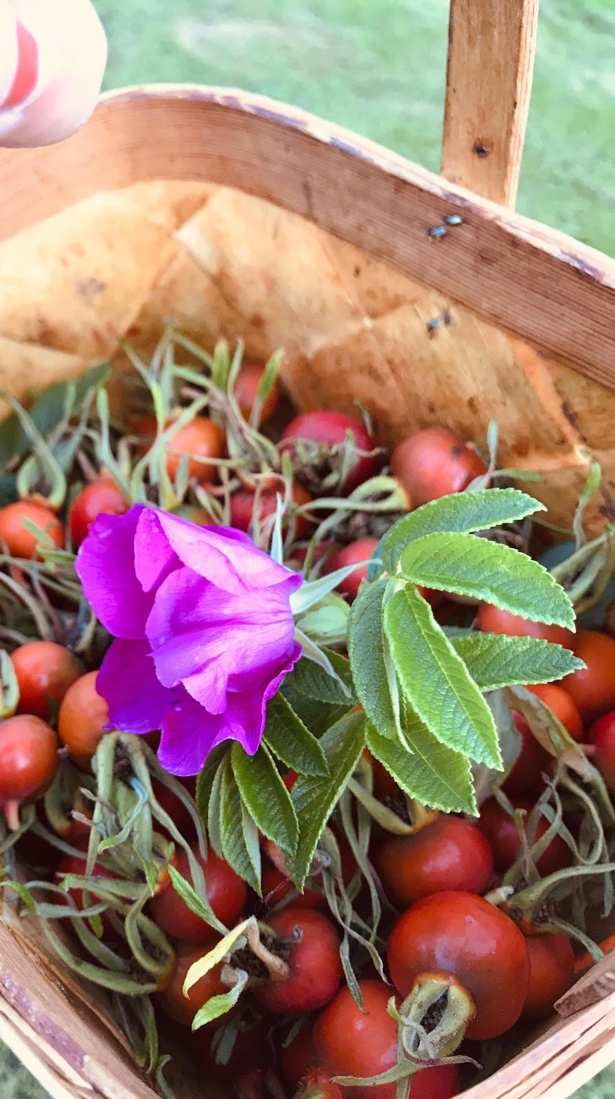 Syltade nypon mormor recept!