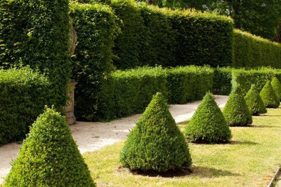Gard Viu Ghid De Plantare Si Intretinere Tipuri Idei Si Modele De Gard Viu Care Vor Adauga O
