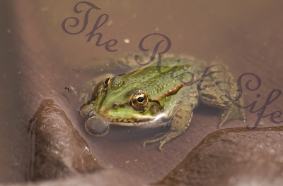 The Riot Life: Frogs Blowing Bubbles