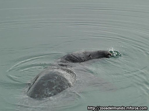 Zoos del Mundo - Howth (Dublín, Irlanda): Focas grises y aves marinas ...