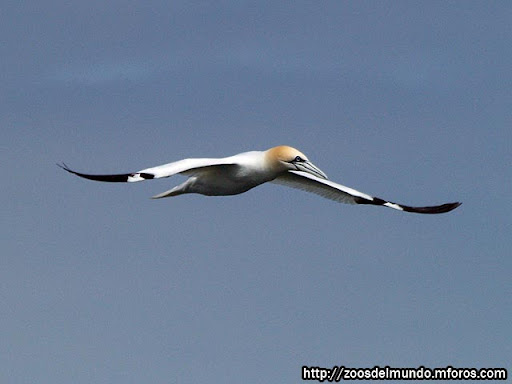 Zoos del Mundo - Howth (Dublín, Irlanda): Focas grises y aves marinas ...