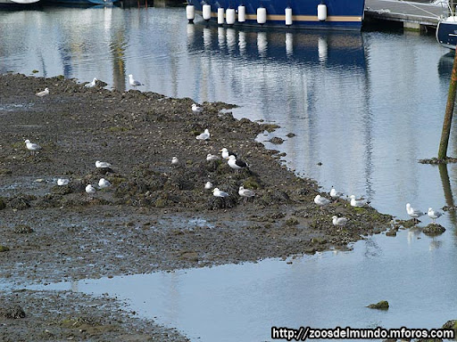 Zoos del Mundo - Howth (Dublín, Irlanda): Focas grises y aves marinas ...