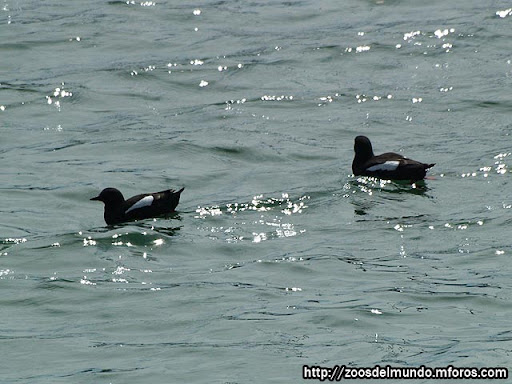 Zoos del Mundo - Howth (Dublín, Irlanda): Focas grises y aves marinas ...