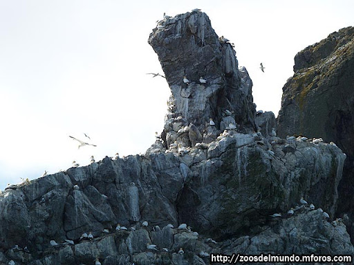 Zoos del Mundo - Howth (Dublín, Irlanda): Focas grises y aves marinas ...