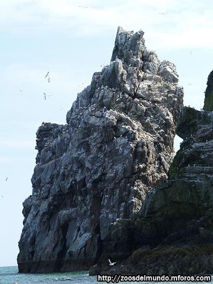 Zoos del Mundo - Howth (Dublín, Irlanda): Focas grises y aves marinas ...