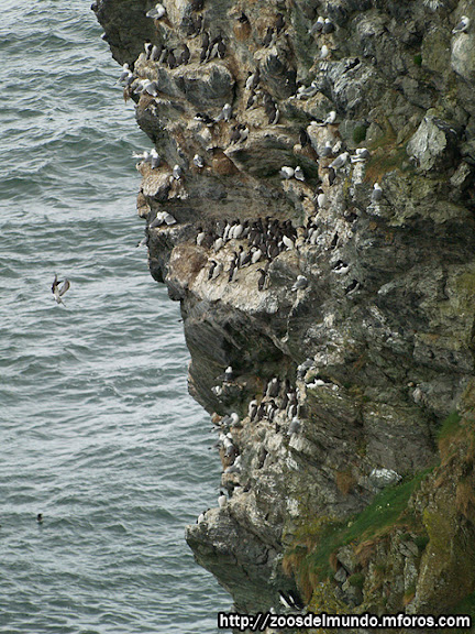 Zoos del Mundo - Howth (Dublín, Irlanda): Focas grises y aves marinas ...