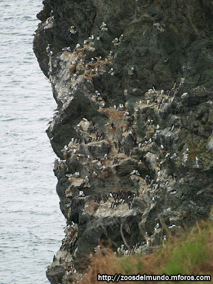 Zoos del Mundo - Howth (Dublín, Irlanda): Focas grises y aves marinas ...