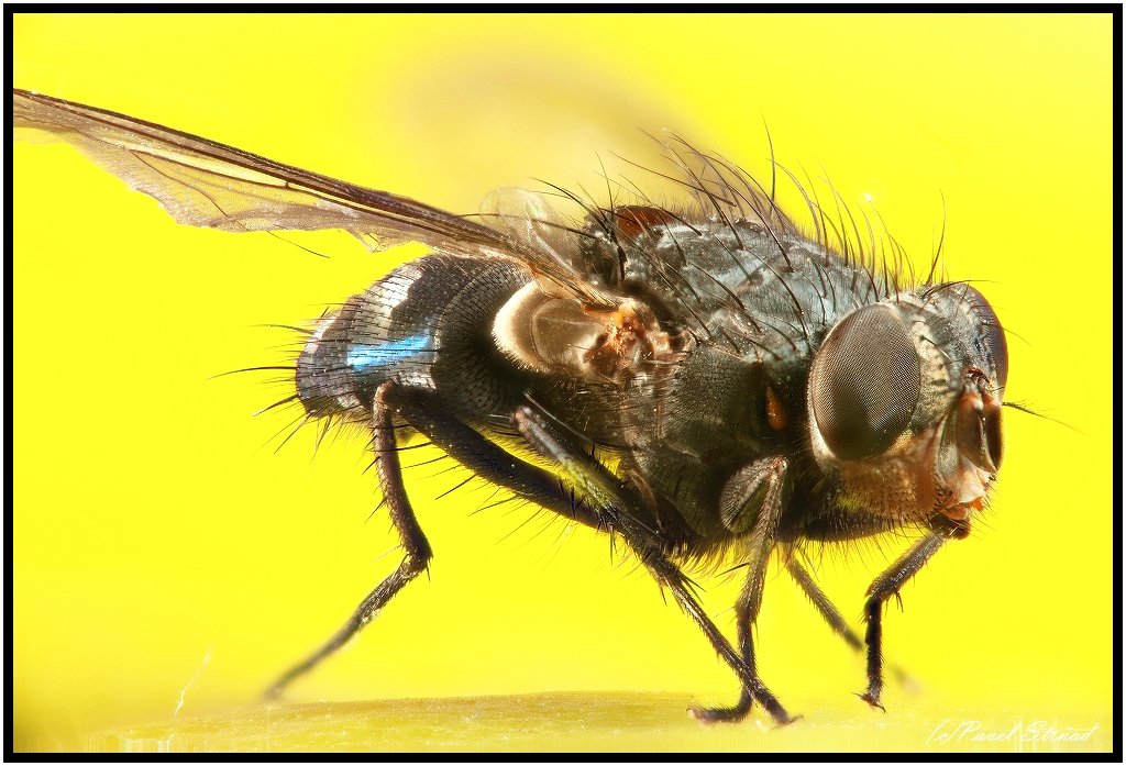 20 fly pictures stacked. - Dyxum - Page 1