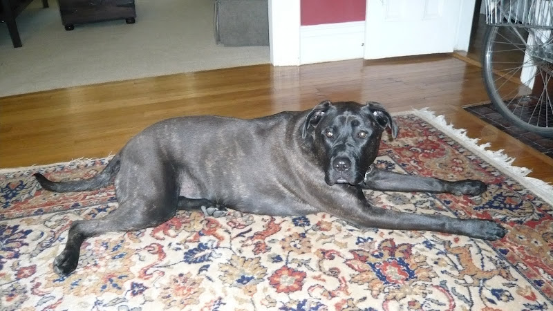 Flying Dingo | The Beast in Training