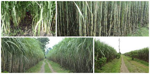 Tebu Van Java - Tebu Hijau Sebenarnya