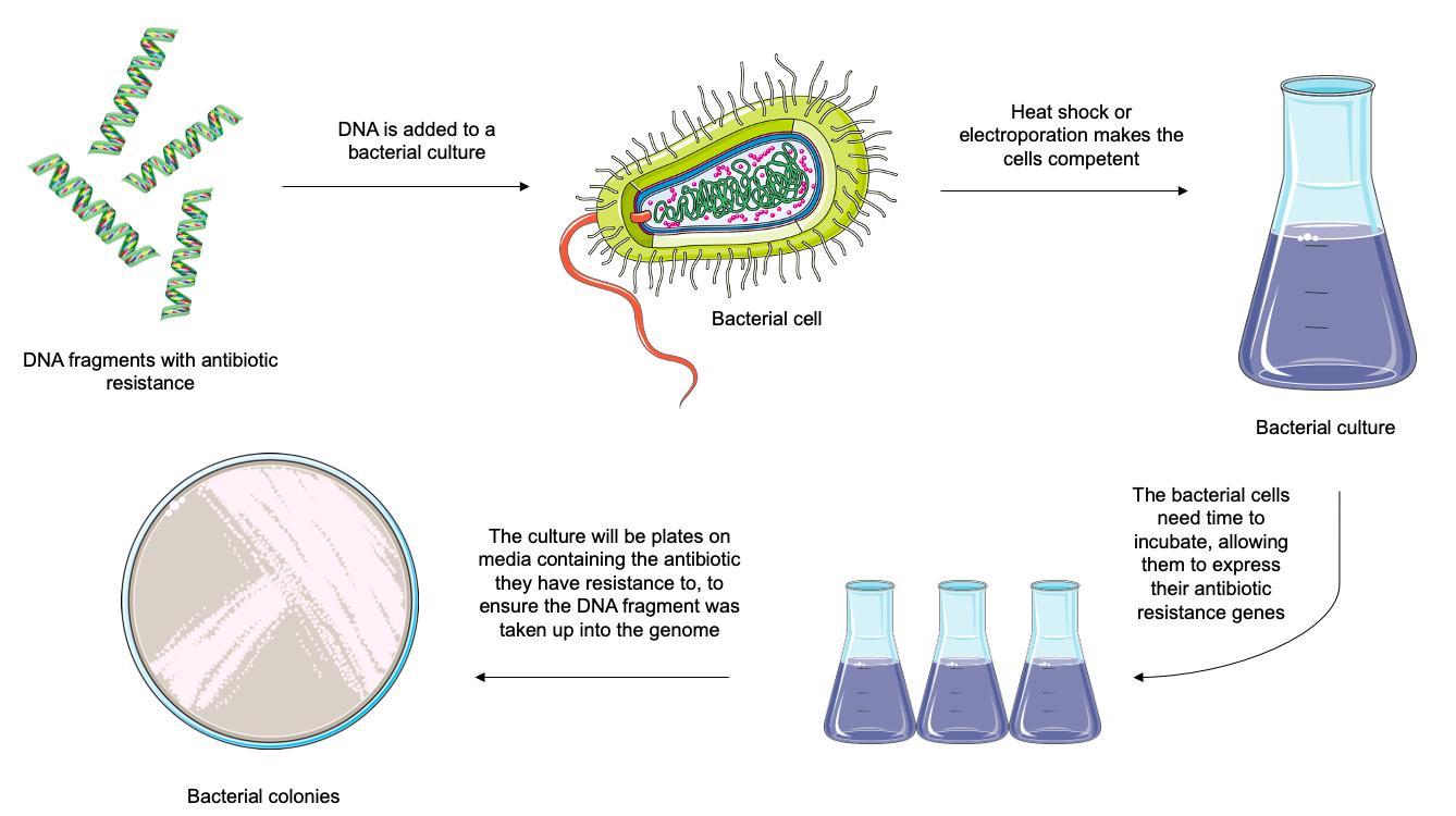 Bacterial Transformation – NC DNA Day Blog Bacterial Transformation – NC DNA Day Blog