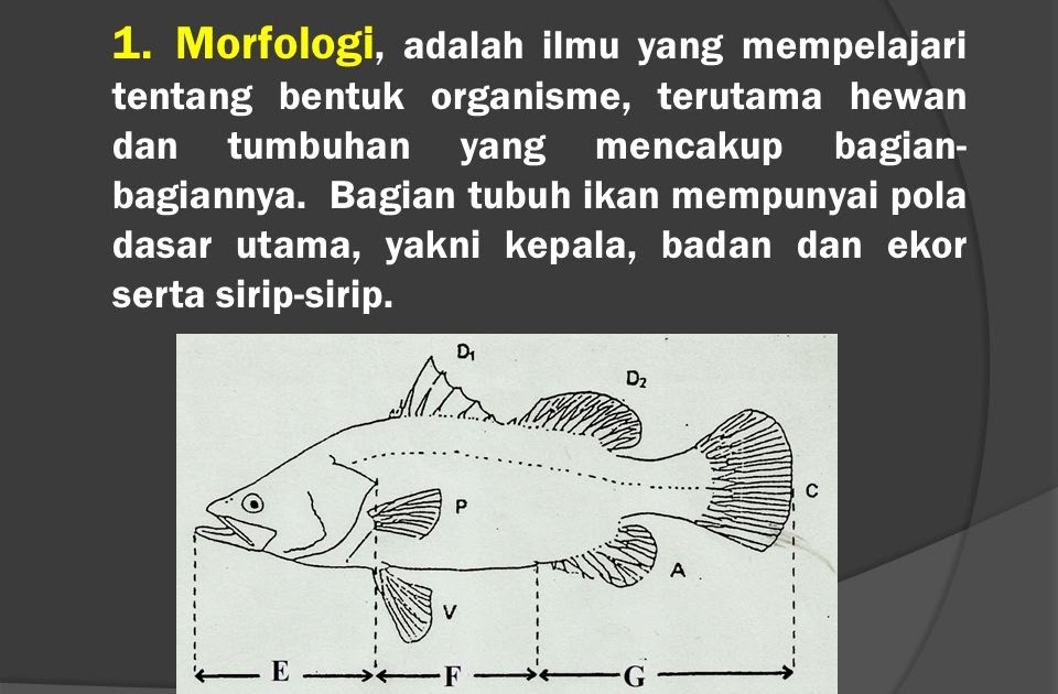 Gambar Ikan Dan Bagian Bagiannya