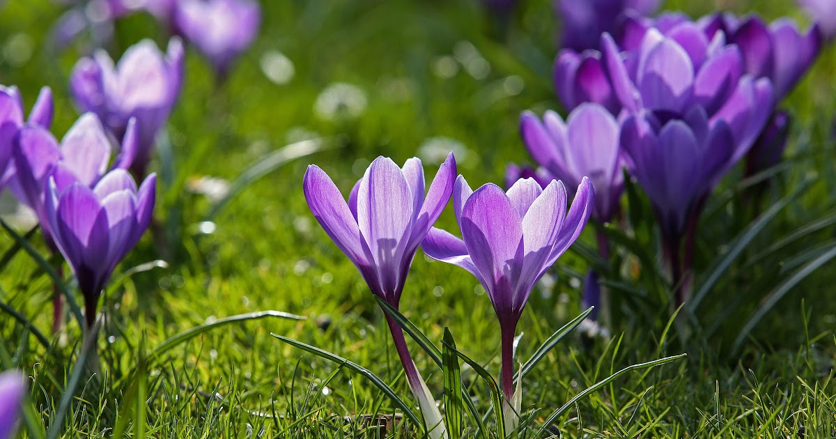 Erste Blumen Im Fruhling Erste Blumen Im Fruhling