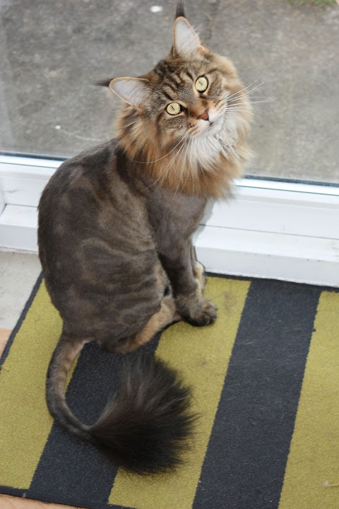 Maine Coon Cat Lion Cut