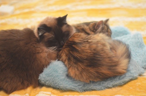The Itty Bitty Kitty Committee Come Look The Cats Are Doing Something Really Cute Right Now