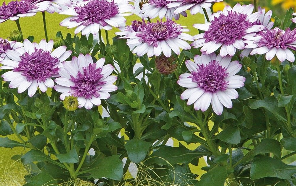 Parkers Winter Bedding Plants Okejely Garden Plant